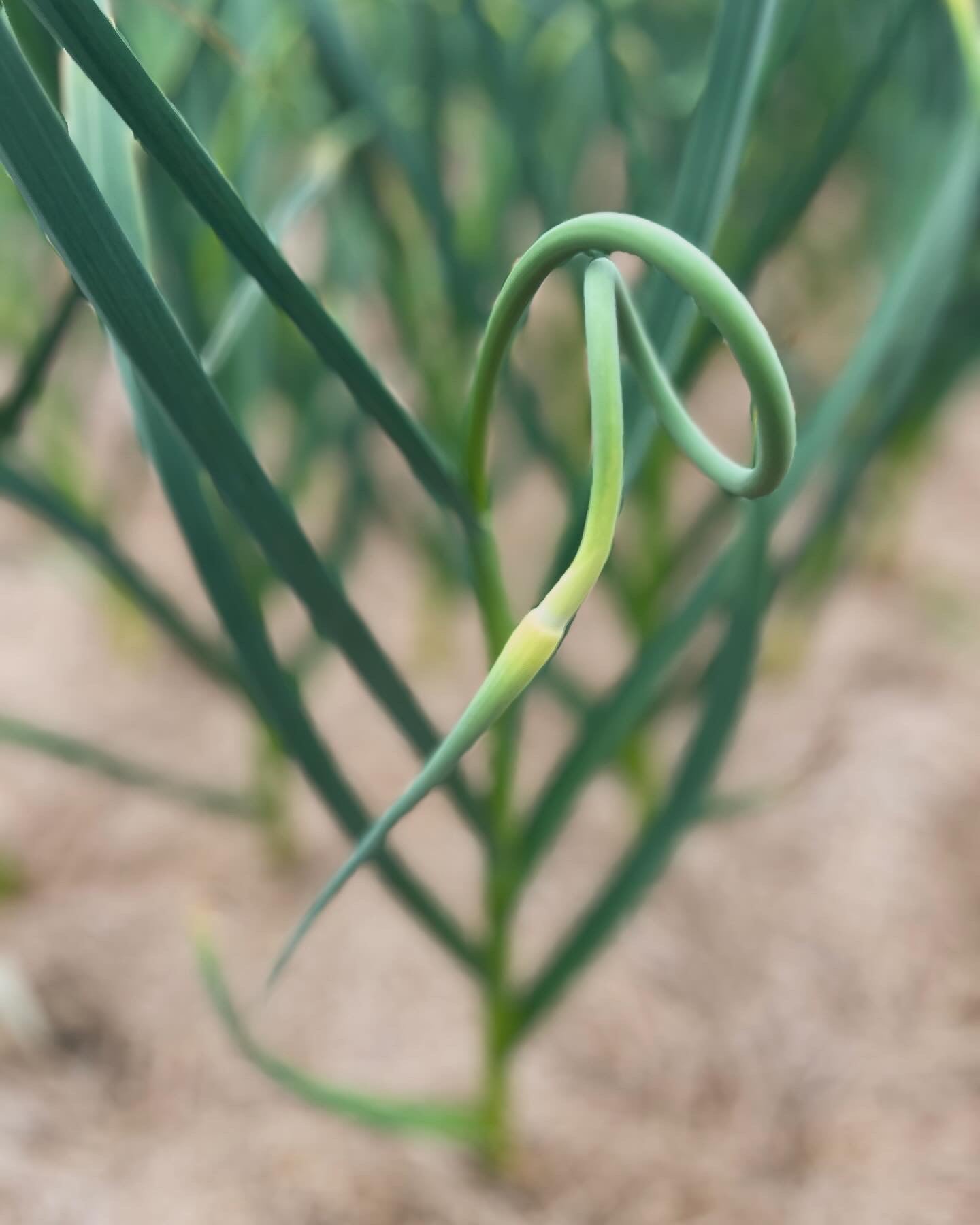 Spices and Gift Boxes – Quill Hill Farm