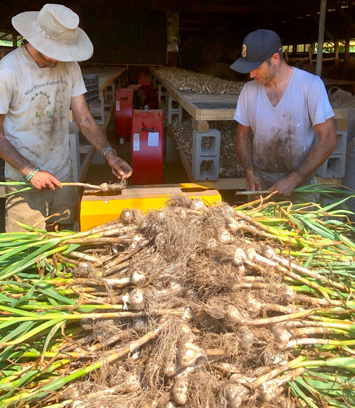 Vermont Grown Garlic and Farm-to-bottle Garlic powders – Quill Hill Farm