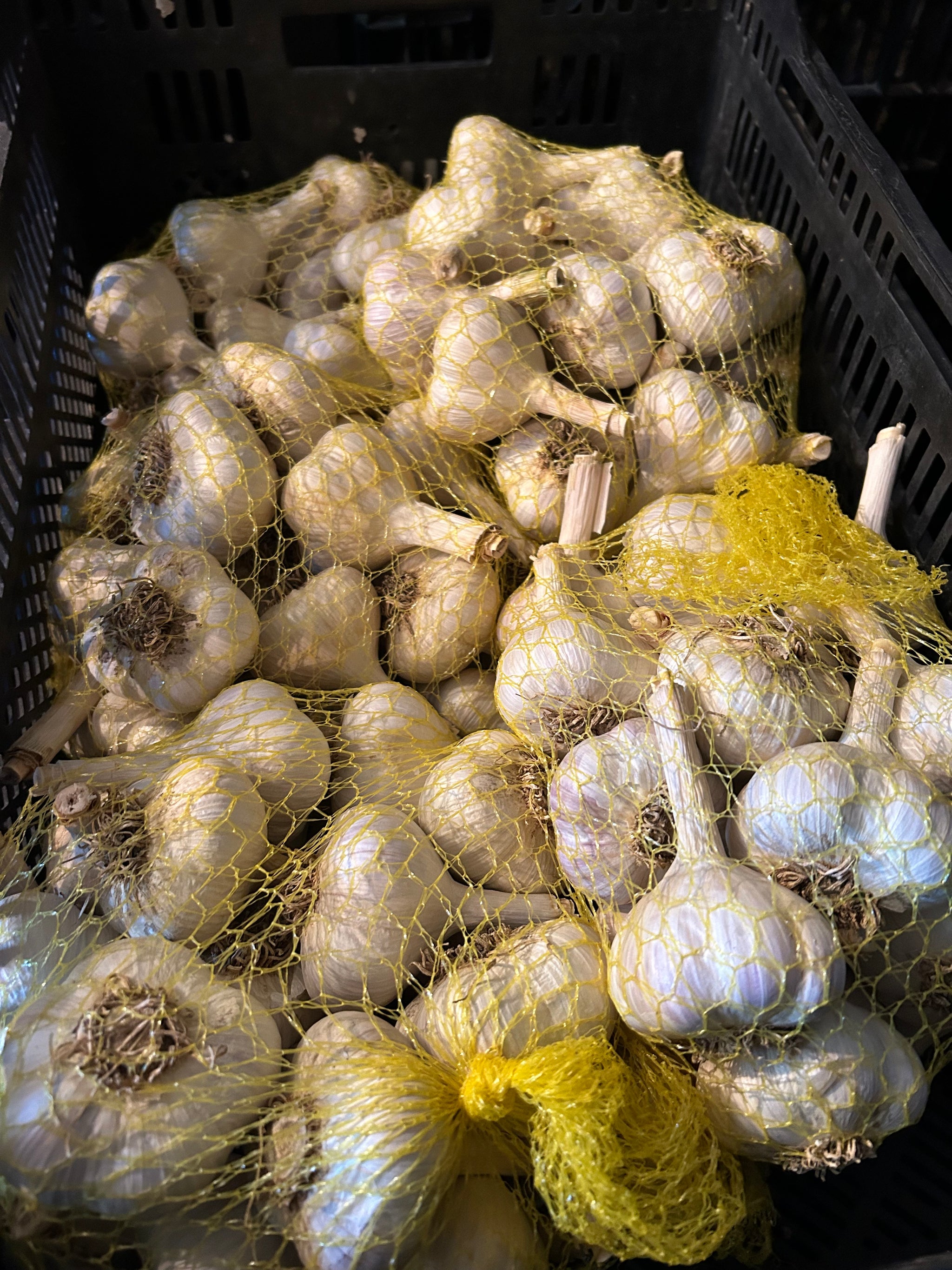 Katterman Porcelain Garlic- Certified Organic – Quill Hill Farm