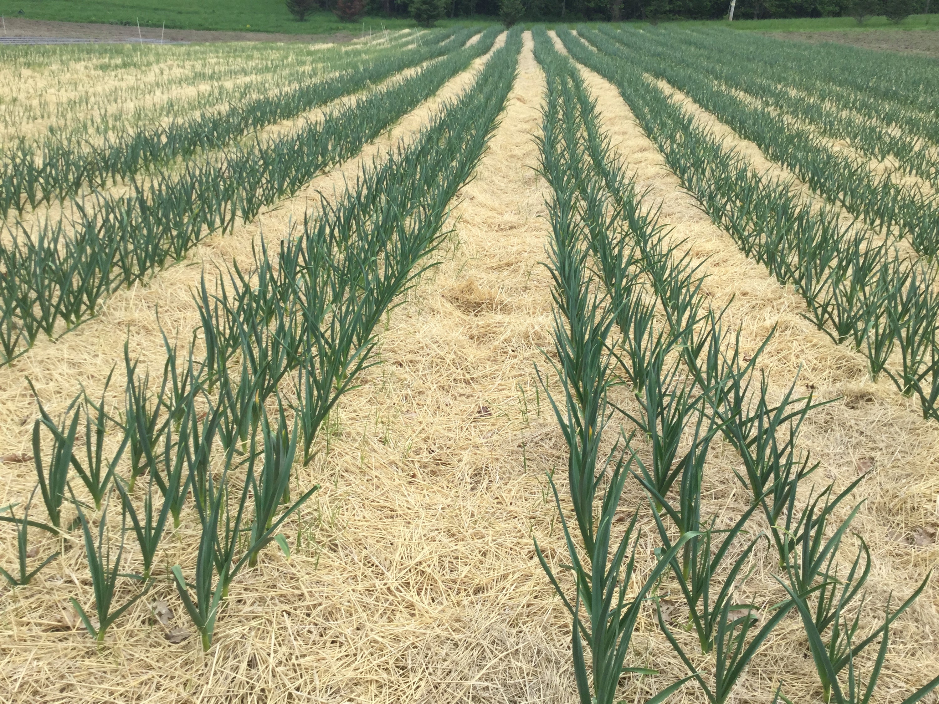 Vermont Grown Garlic and Farm-to-bottle Garlic powders – Quill Hill Farm