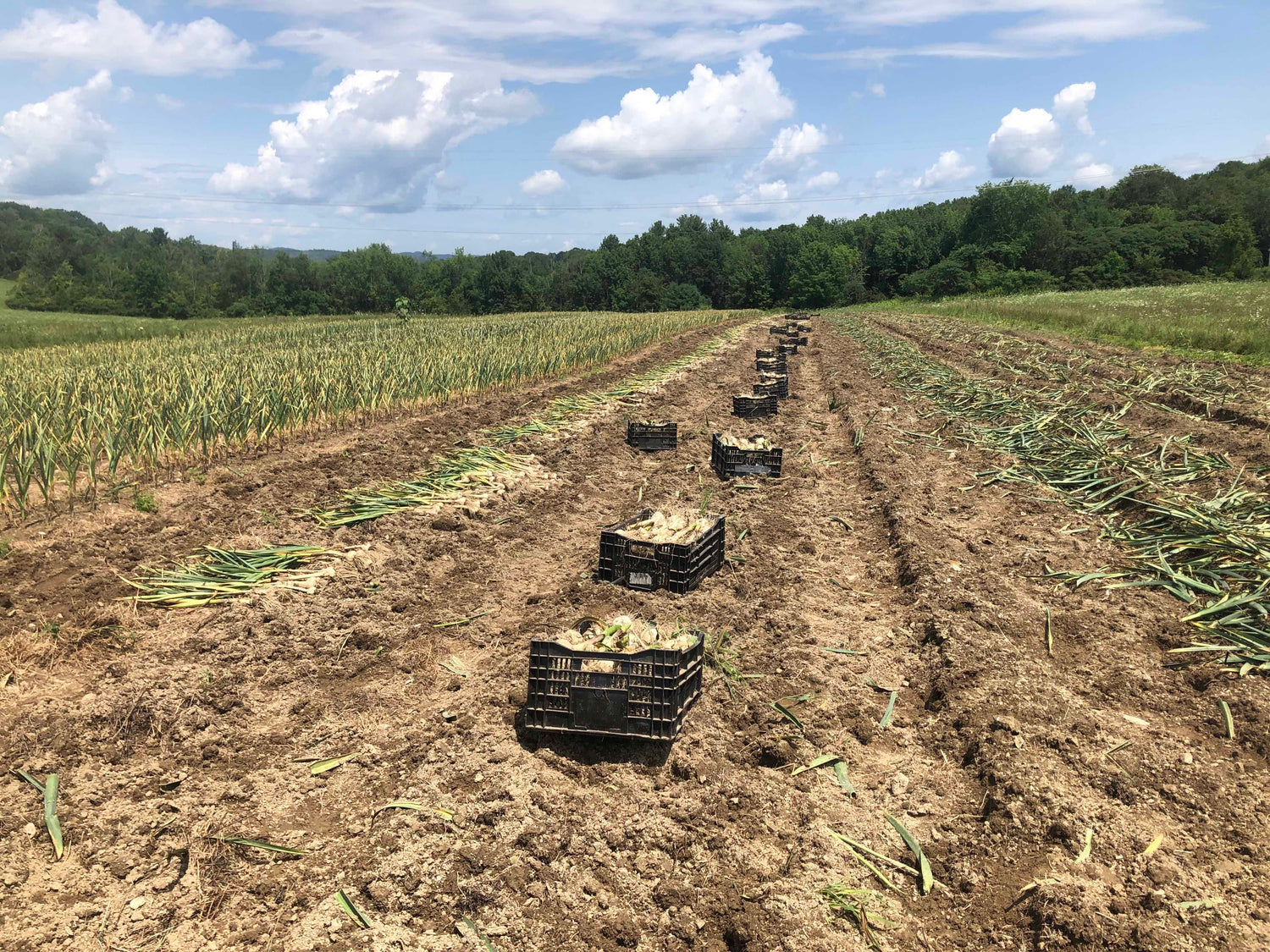 Vermont Grown Garlic and Farm-to-bottle Garlic powders – Quill Hill Farm