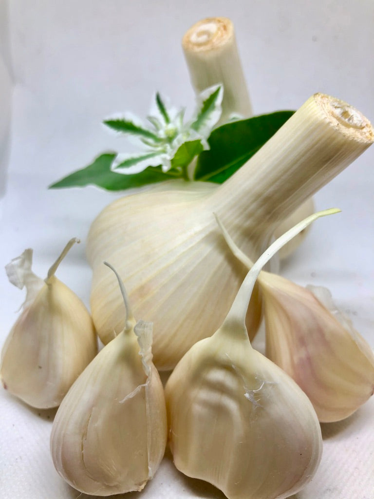 Katterman Porcelain Garlic- Certified Organic – Quill Hill Farm