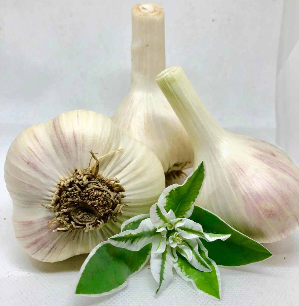 Katterman Porcelain Garlic- Certified Organic – Quill Hill Farm