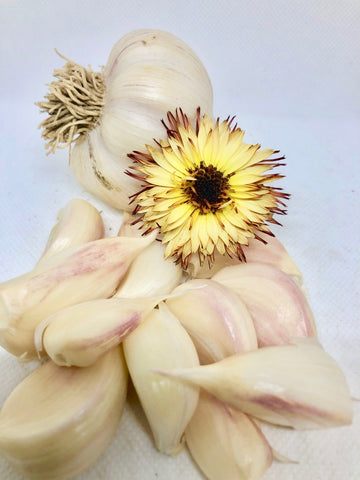Certified Organic Garlic – Quill Hill Farm