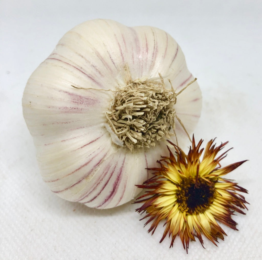 Vermont Grown Garlic and Farm-to-bottle Garlic powders – Quill Hill Farm